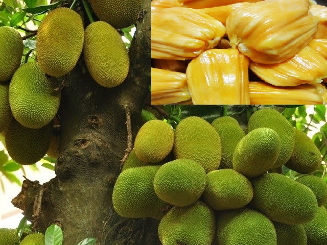 Từ quả mít đến chuỗi giá trị tỷ đồng, HTX giúp cuộc sống người dân ngày ...