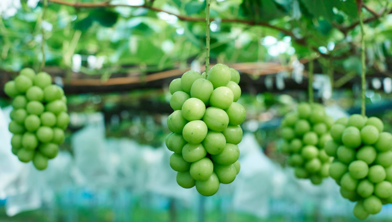 The 'noble grapes' fruit on the barren hill - Chu Se Pepper